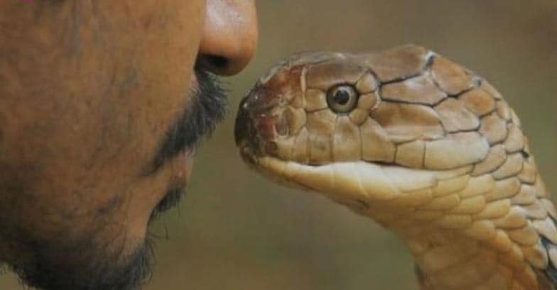 രാജവെമ്പാലയെ നാക്കില്‍ കൊത്തിച്ച് ‘വിഷ ലഹരി നുണഞ്ഞ്’ രണ്ടു പേർ; കണ്ണുക ...