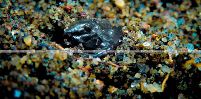 364 ദിവസവും മണ്ണിന്റെ അടിയിൽ; വർഷത്തിൽ ഒരിക്കൽ അവൾ വരും അവനുമൊത്ത് ...