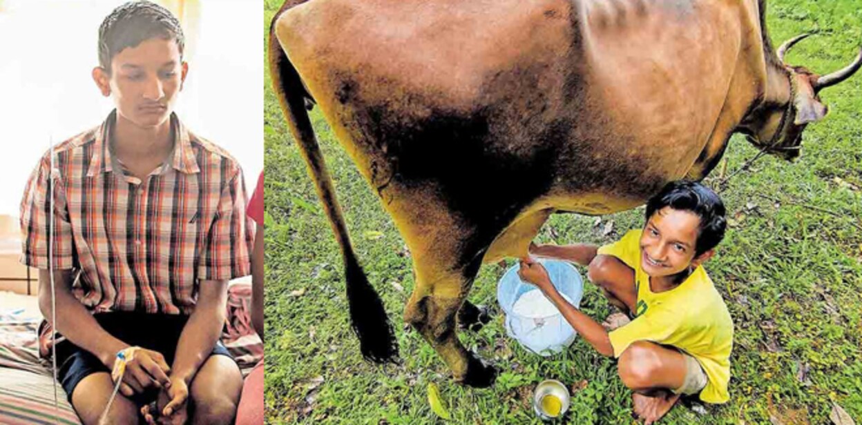 തീറ്റയായി നൽകിയ കപ്പത്തൊണ്ടിലെ സയനൈഡ് വില്ലനായി; 13 കന്നുകാലിക ...