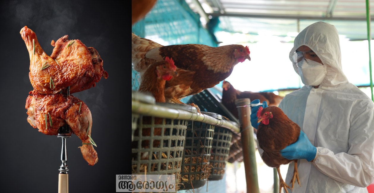 തൂക്കം കൂട്ടാൻ സ്റ്റിറോയ്ഡും ഹോർമോൺ കുത്തിവയ്പും– ബ്രോയ്‌ല ...