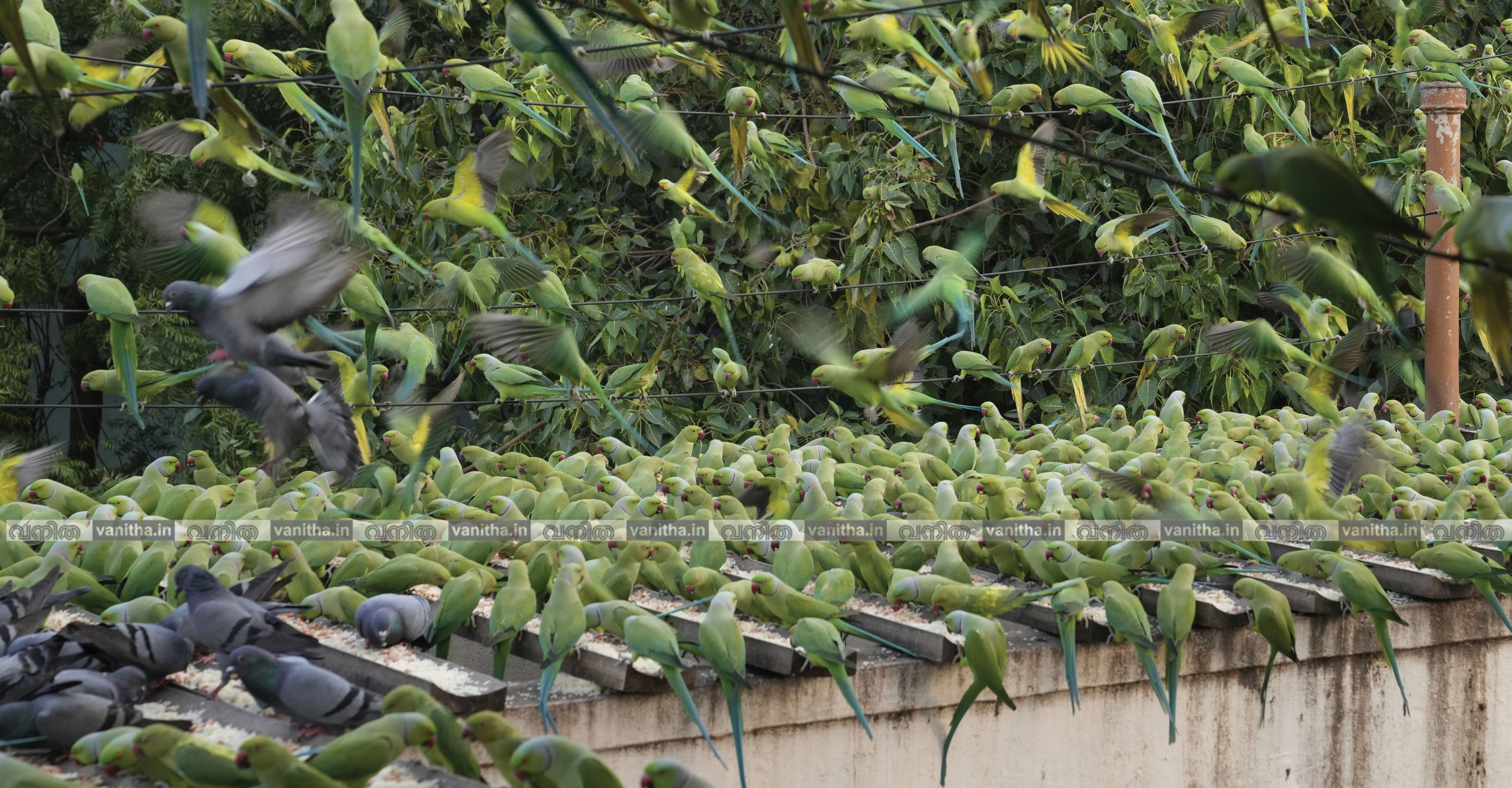 റീൽസിൽ ഹിറ്റായ തത്ത വീടു കാണാൻ പോവാം,ചെന്നൈയിലെ പാരറ്റ് സുദർശന്റെ ...