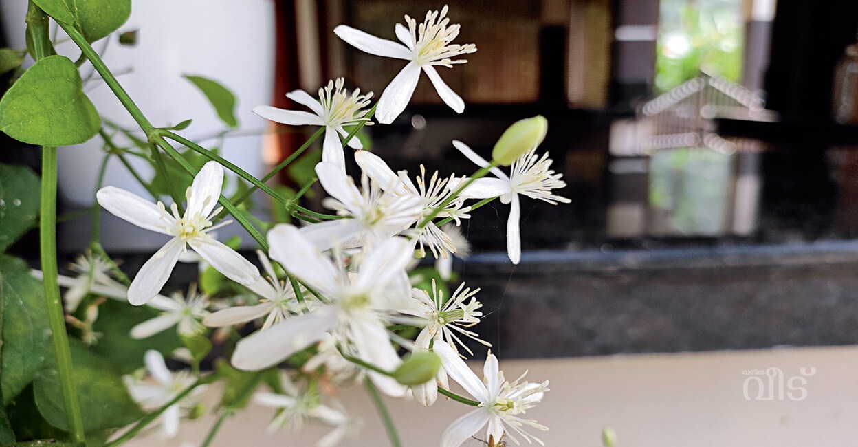 മുറ്റത്തുണ്ടോ ഈ മുല്ലകൾ? ഇല്ലെങ്കിൽ എളുപ്പത്തിൽ നടാം, സുഗന്ധം ...