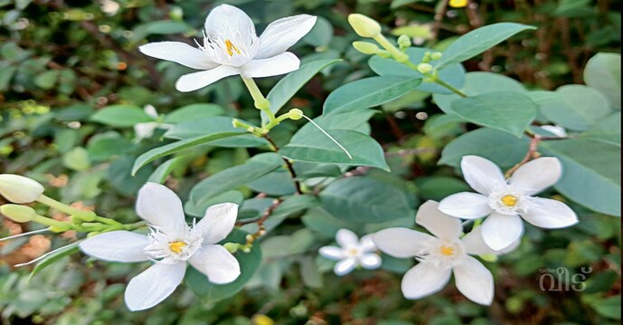 മുറ്റത്തുണ്ടോ ഈ മുല്ലകൾ? ഇല്ലെങ്കിൽ എളുപ്പത്തിൽ നടാം, സുഗന്ധം ...