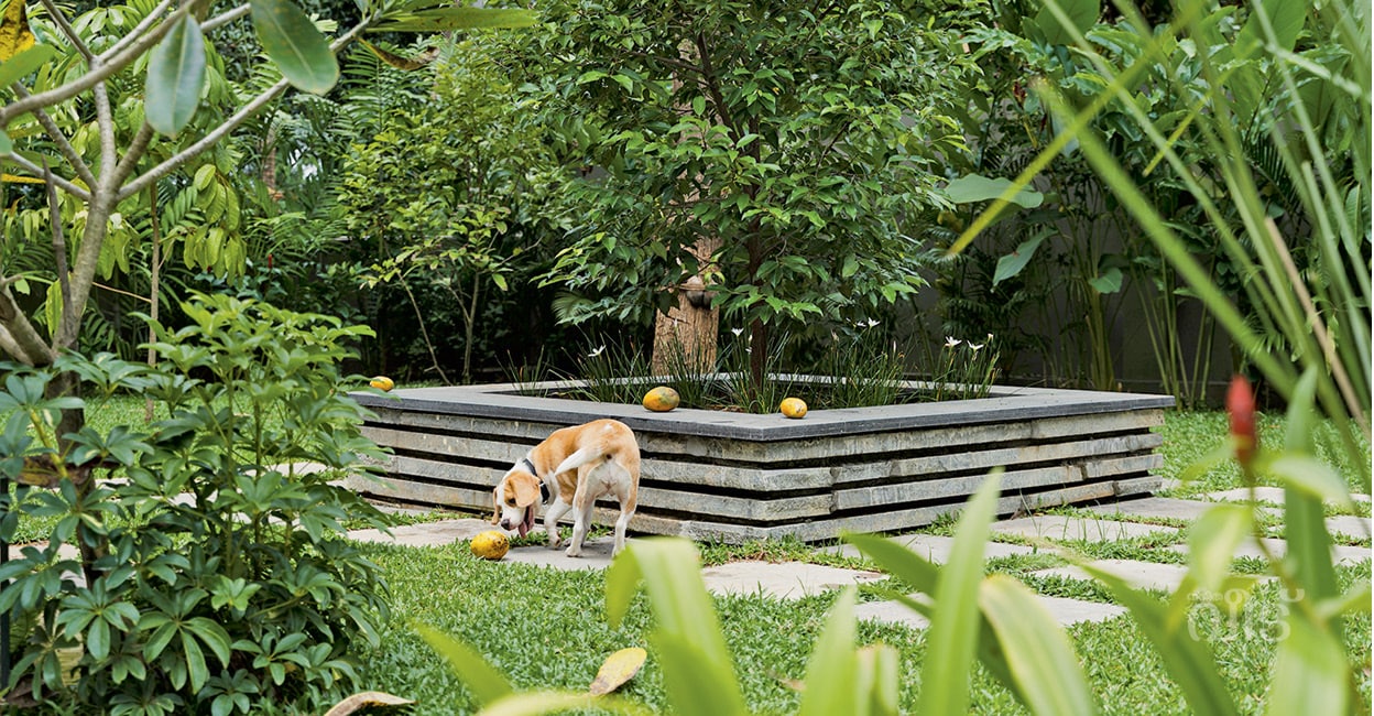 കാടുകയറിയ മുറ്റത്ത് ഗസീബോ വന്നു, പഴച്ചെടികൾ പൂത്തു; കൂട്ടുകൂടാനും ...