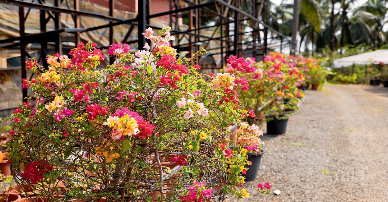 പ്രിയ ഉറപ്പിച്ചു, ഇഷ്ടമുള്ളതെല്ലാം ചെയ്യണം, ഒപ്പം വരുമാനവും വേണം ...